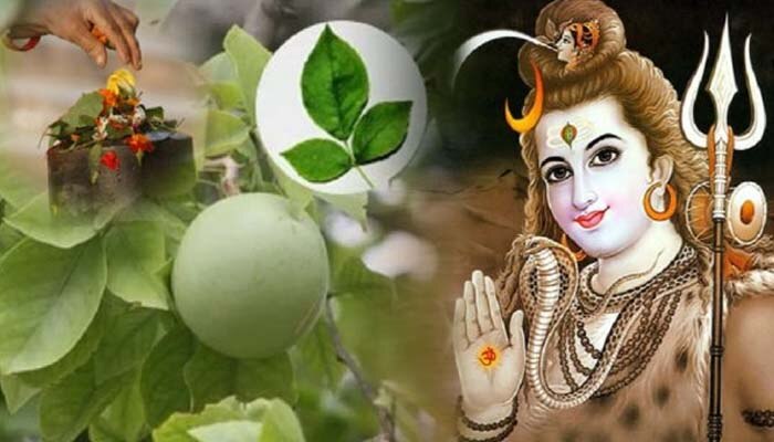 Planting Bilva Tree at Home attracts Lakshmi Devi gets belssings and ...