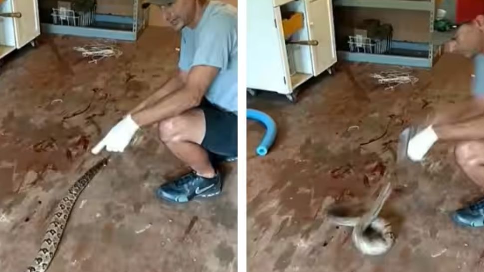 Viral Video Snake attack Man after Severed the Head shocking Video | തല ...