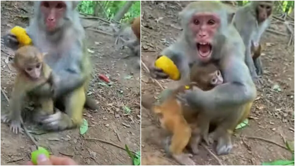 Viral video; A monkey was seen teaching its kid to not take food from ...