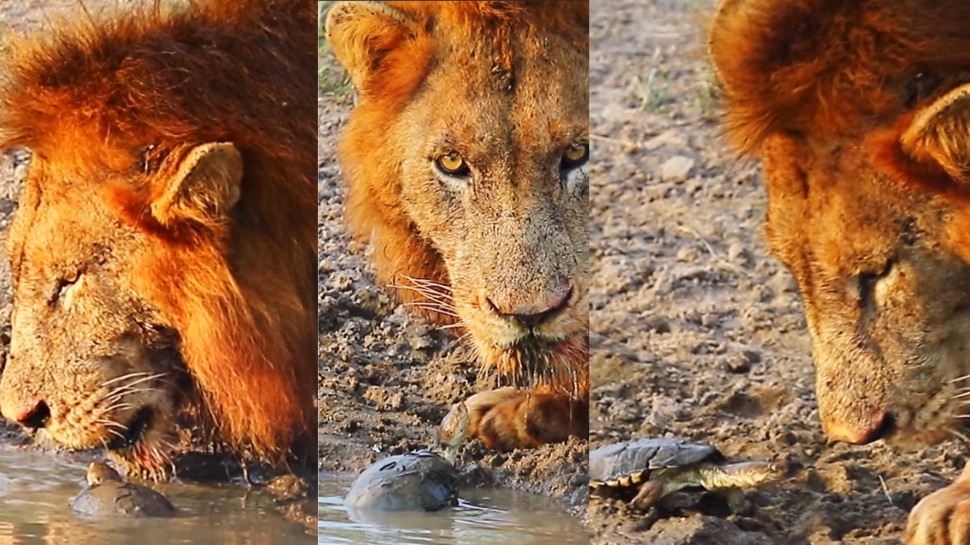 Lion funny video Turtle chases lion away from his waterhole see what ...