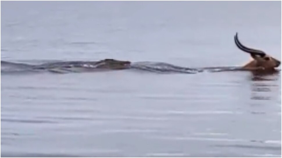 Chase Between A Crocodile And An Antelope In River; Watch viral video ...