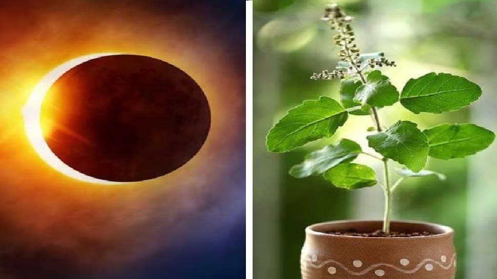 Never do this mistake related to Tulsi Plant on Solar Eclipse which ...