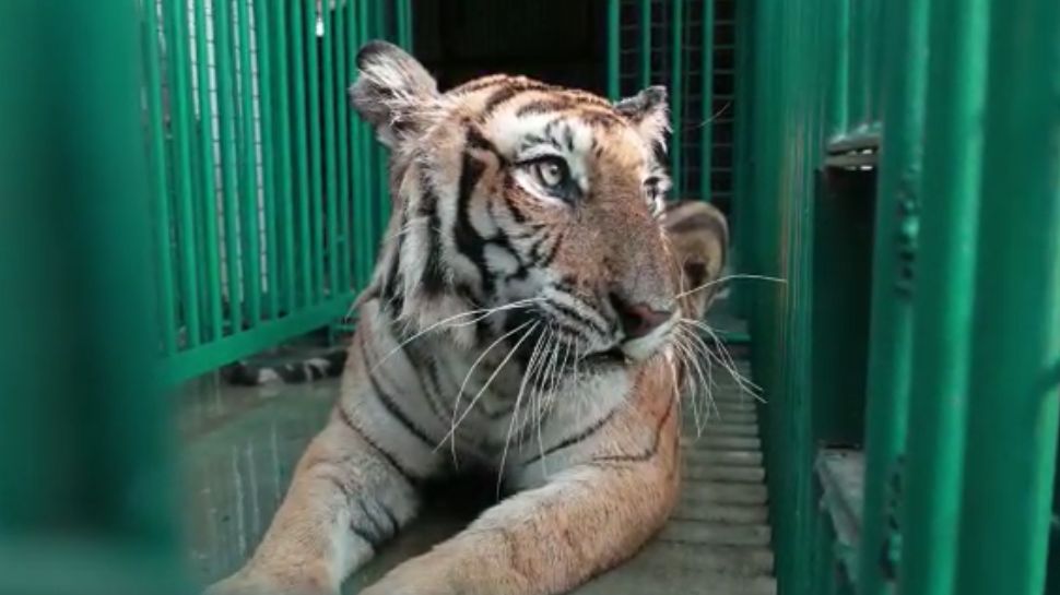 First Designed Zoo in Asia Know More about Thrissur Puthoor Zoological ...