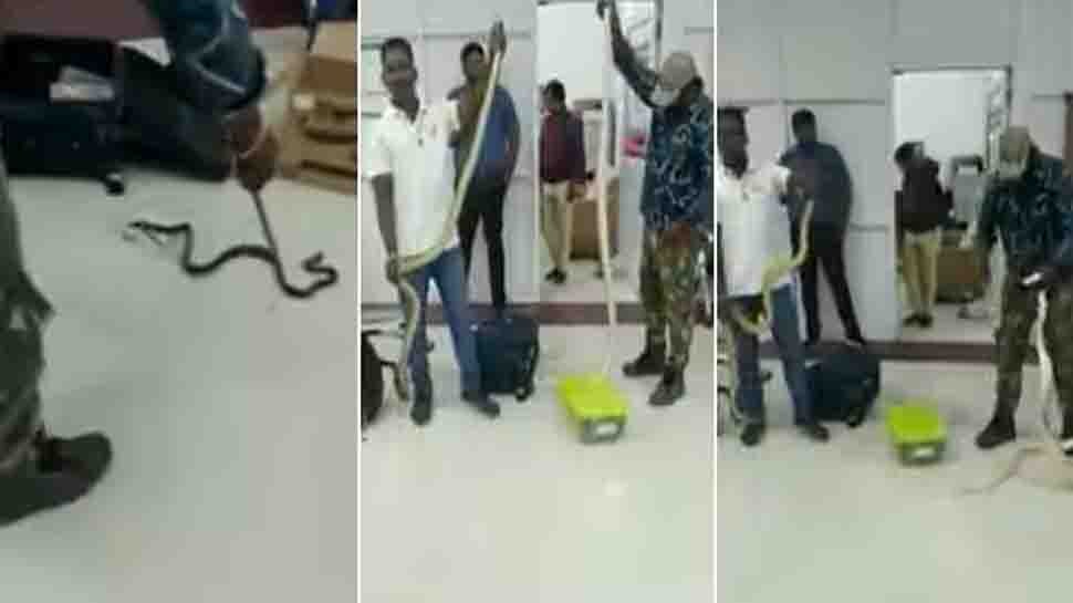 Viral News 22 Snakes and a Chameleon Found in Luggage of Women Traveler ...