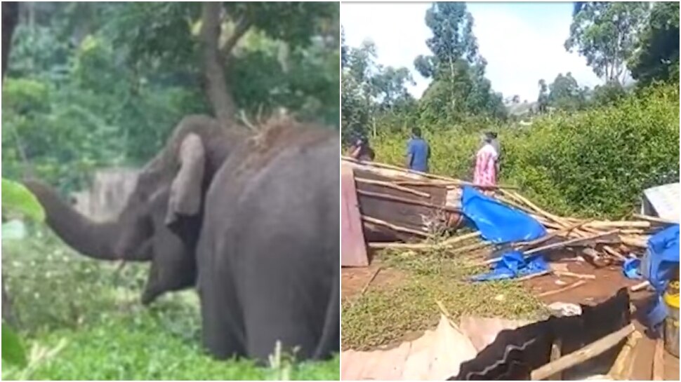 Wild elephant attack continues in Chinnakkanal even after shifting ...