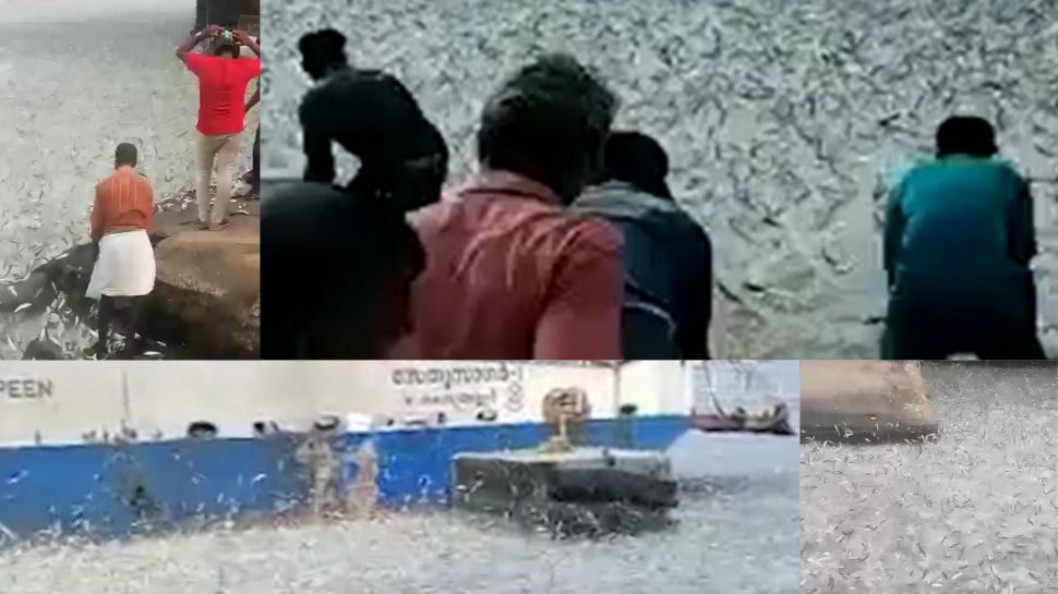 Sardine Fish Chakara In Kochin Vypin | Sardine Fish: ചാളകൾ കൂട്ടത്തോടെ ...