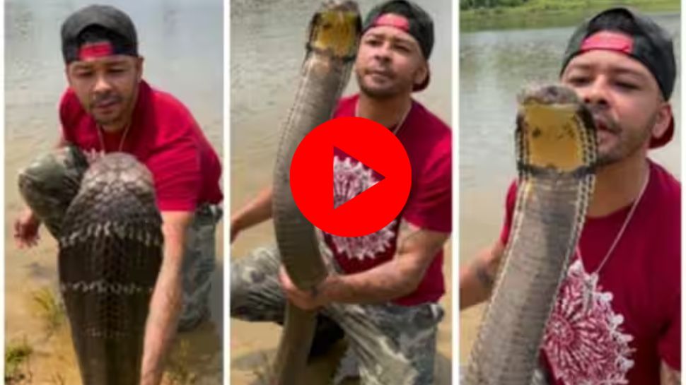 Shocking video man Kissing 12 feet long king cobra video goes viral l ...