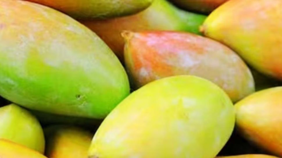 Mangoes in India with health benefits Devour 8 types of aam this summer ...