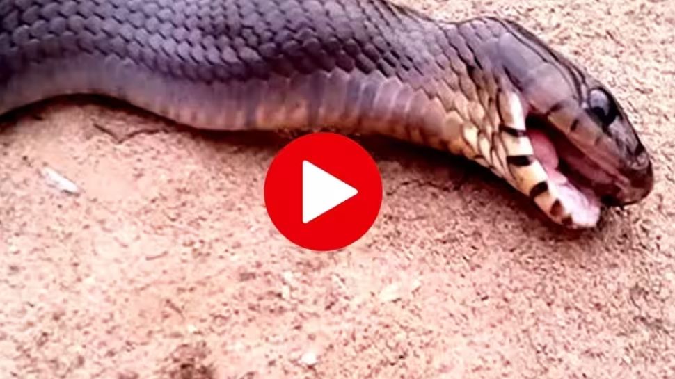 Dangerous snake plays dead OMG shocking video goes viral on social ...