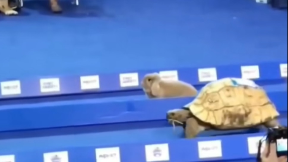Tortoise vs Hare Who will Win? Watch the real running race of Tortoise ...