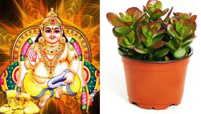 Kuber Dev's Favourite Plant Crassula grow in this direction for money ...