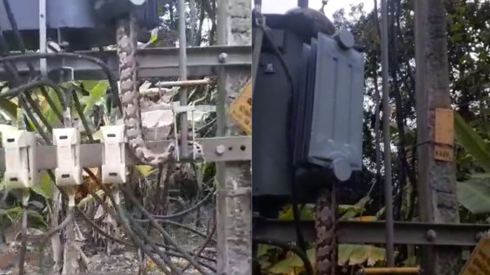 Python died after enters a KSEB transformer | Python: ട്രാൻസ്ഫോമറി ...