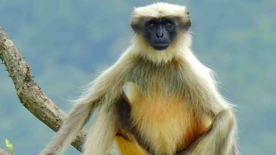 Hanuman Monkey|Hanuman monkey found after jumping from ...