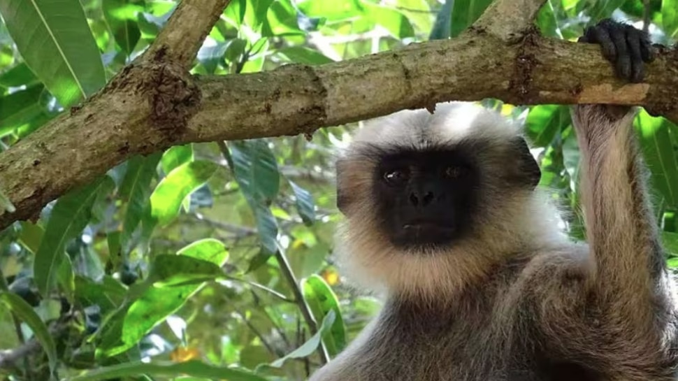 Hanuman Monkey|Hanuman monkey who jumped from Thiruvananthapuram zoo ...