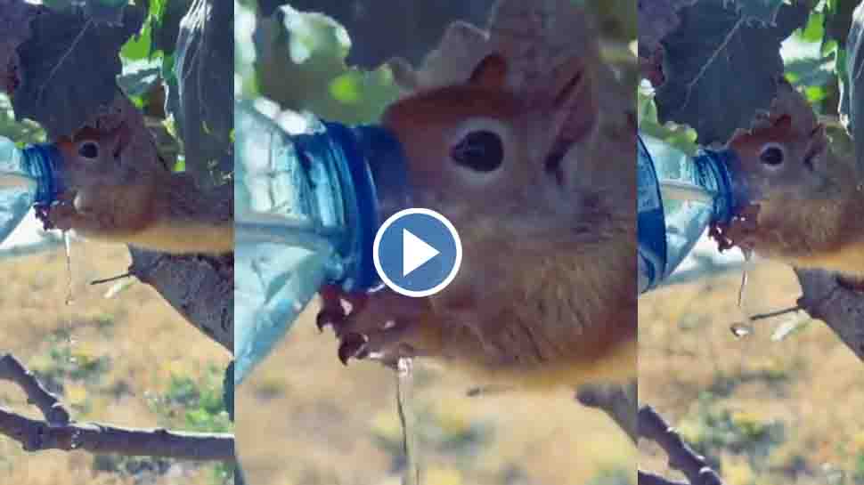 Viral Video Thirsty Squirrel Drinks Water From Bottle Netizen Got Amused Trending Video | Viral ...
