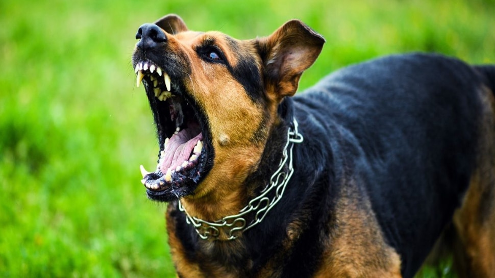 Stray Dog|170 hens killed as stray dogs attacked poultry farm|തെരുവുനായ ...