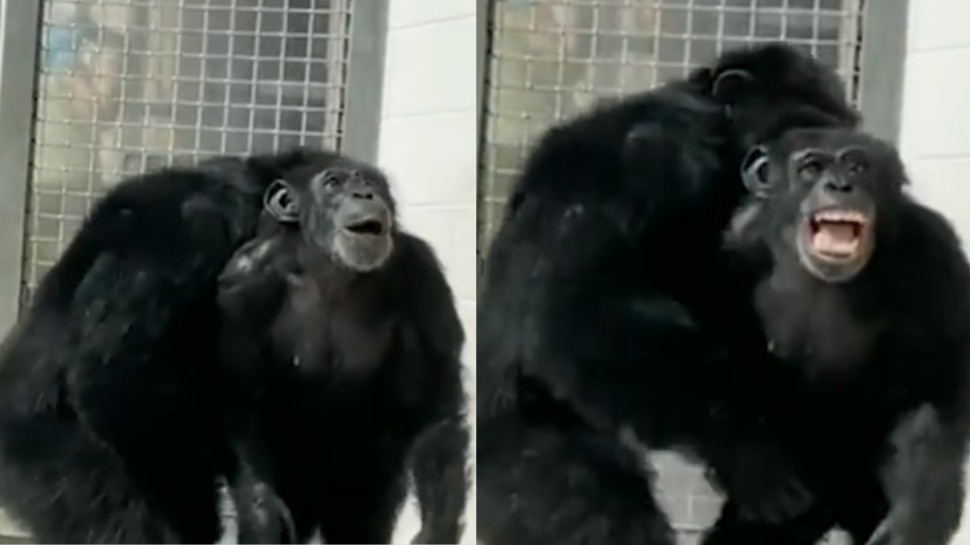 Viral Video| chimpanzee was caged her entire life. Watch her the sky ...