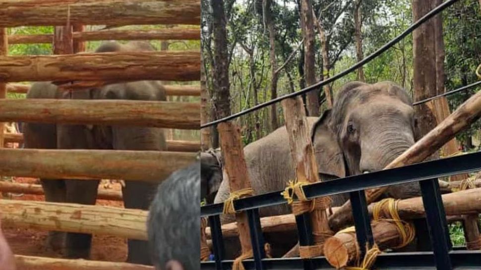 pt7 wild elephant captured from palakkad dhoni lost sight in right eye ...
