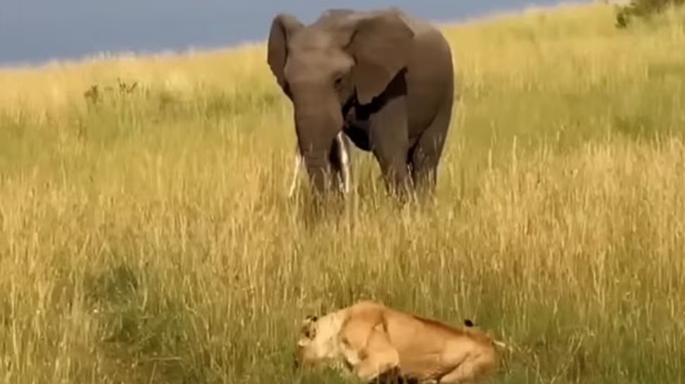Viral video elephant attacks lioness in jungle what happened next omg ...