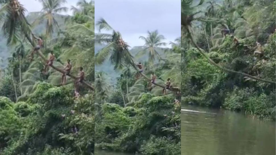 Viral Video four youths try to jump from a coconut tree to the river ...