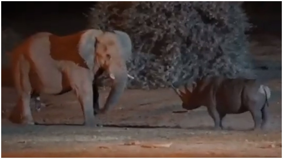 Video of Elephant And Rhino fight Goes Viral on social media | 'ക്ലാഷ് ഓഫ് ദി ടൈറ്റൻസ്'; ആനയും ...