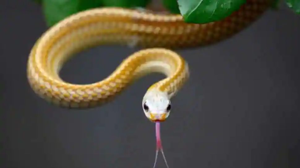 Viral Facts these Countrys are Snakeless Know Why | ലോകത്ത് ഒരു പാമ്പ് ...