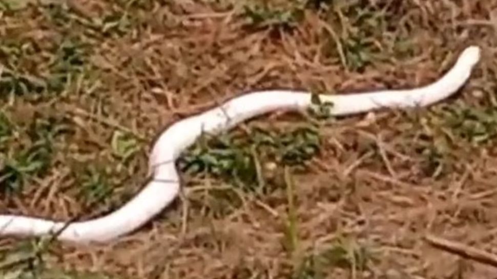 Rare White Snake Spotted In Himachal Pradesh Watch Video Viral Snake ...