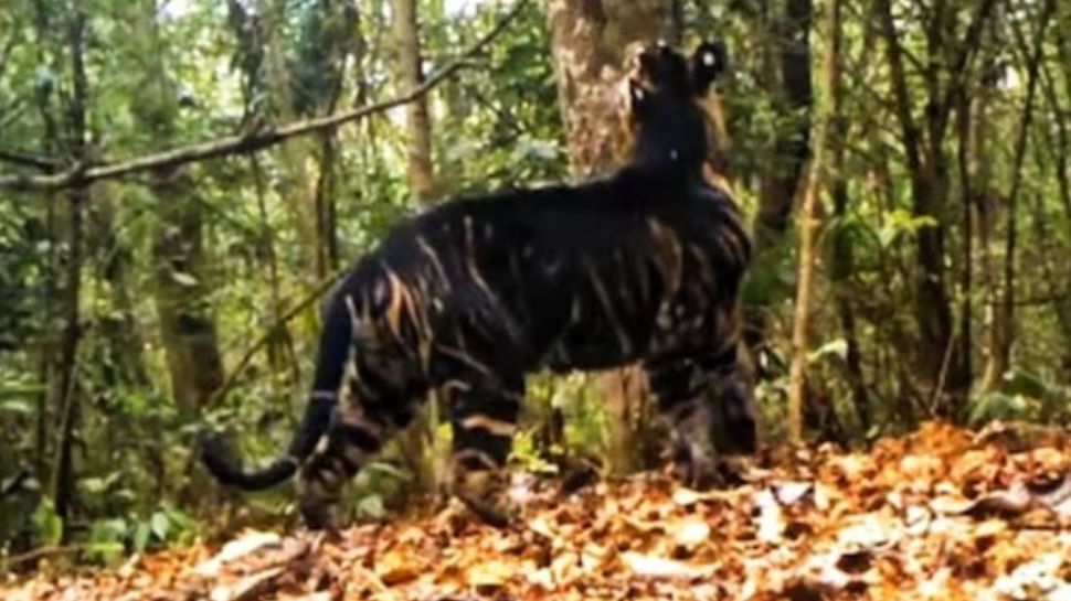 viral video mesmerizing viral video rare melanistic tiger spotted in ...