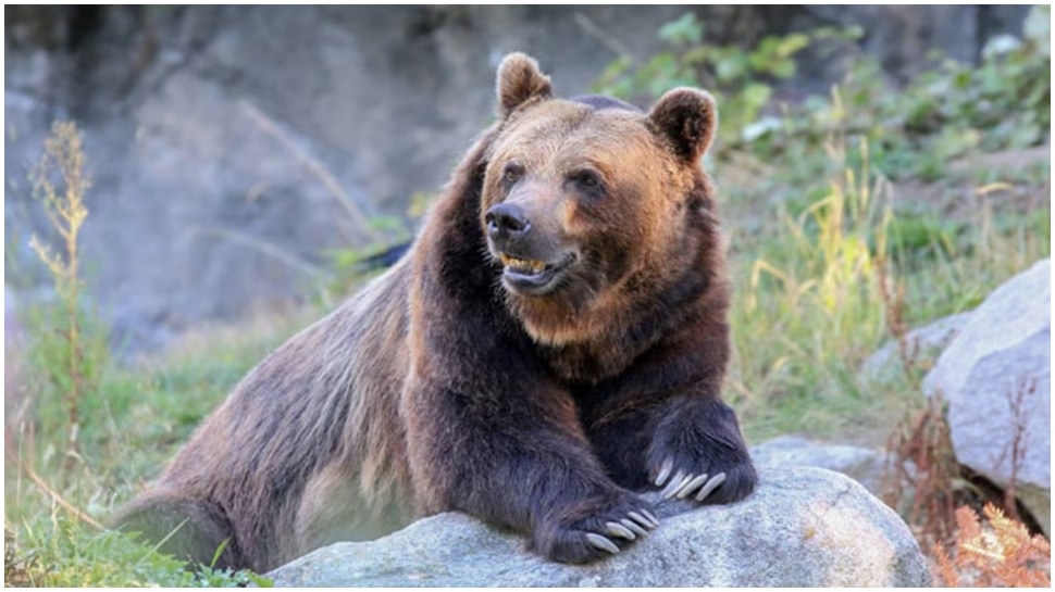 Bear attack in Vithura; Tribal man seriously injured | വിതുരയി ...