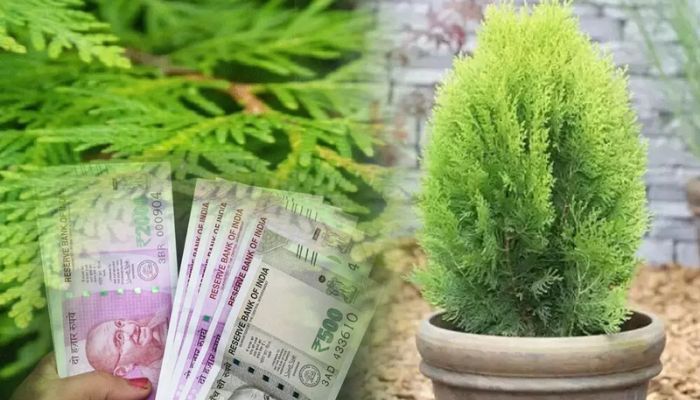 Morpankhi Plant auspicious to home removes financial crisis and spreads ...