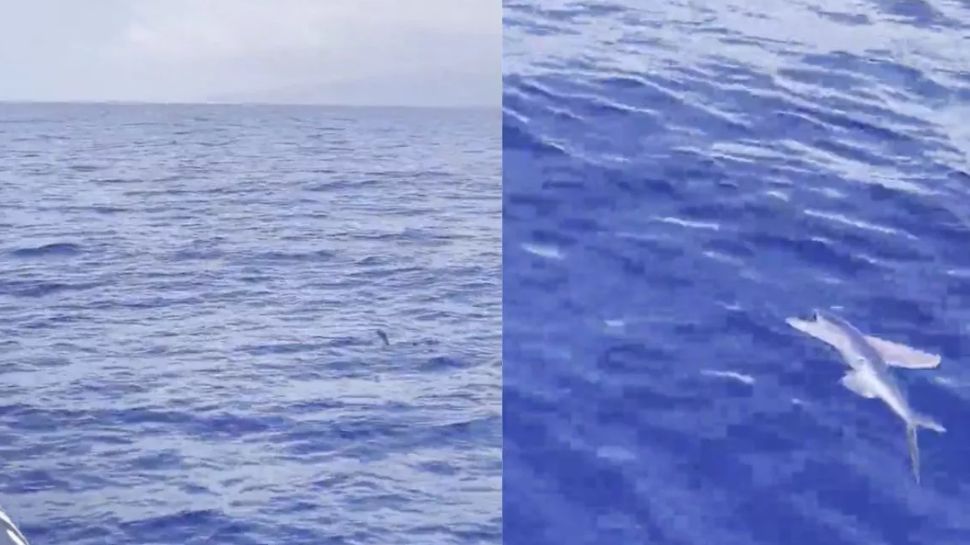 Shocking viral video fish flying video have you ever seen flying fish, amazing video goes ...