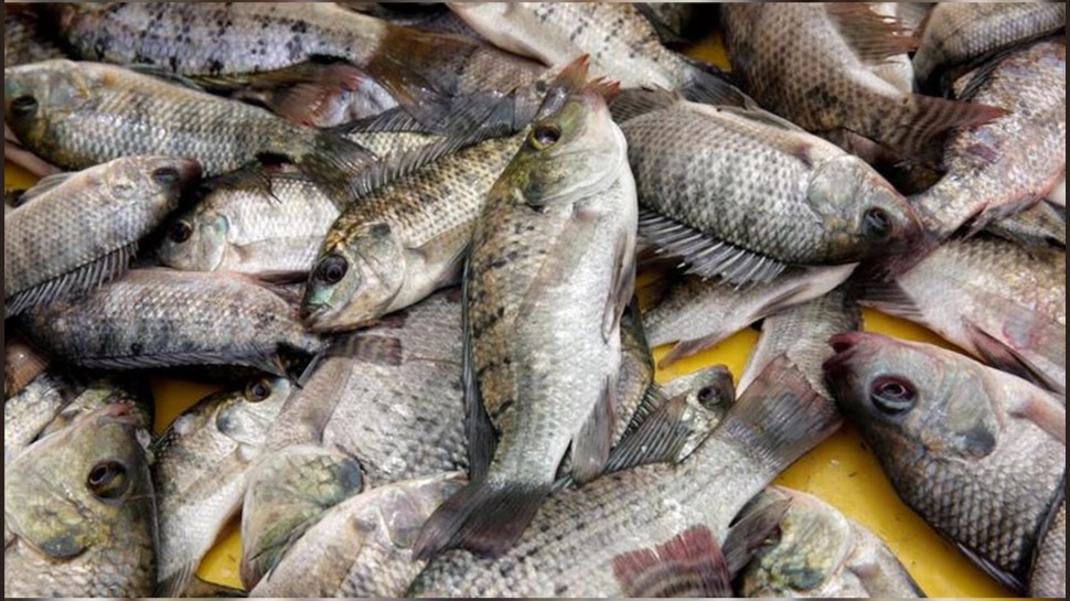 Tilapia|Mistake in cook woman lost her arm and leg after eating tilapia ...