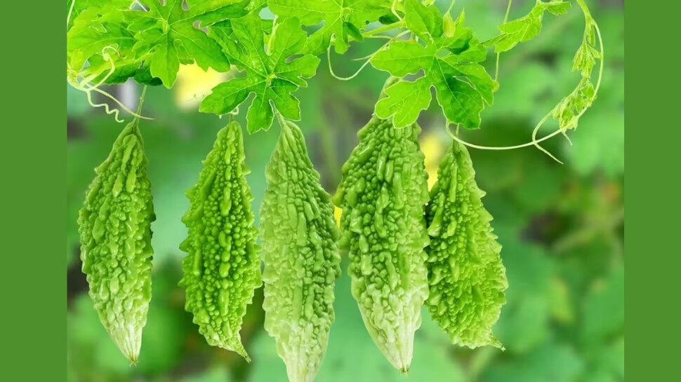 Bitter guard|Consuming these with bitters can be counterproductive|ശ്ര ...