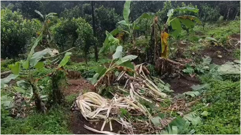 Wild Elephant attack; Crop damage worth Rs 5 lakh reported in Aryanadu ...