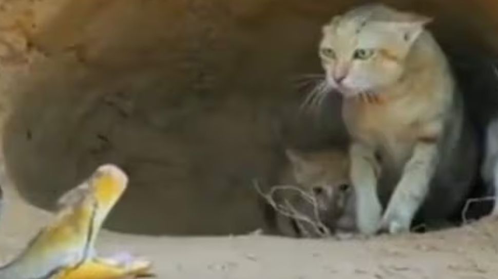 Cat and giant python fight video goes viral on social media l കുഞ്ഞുങ്ങളെ തൊട്ടാൽ വിവരമറിയും ...