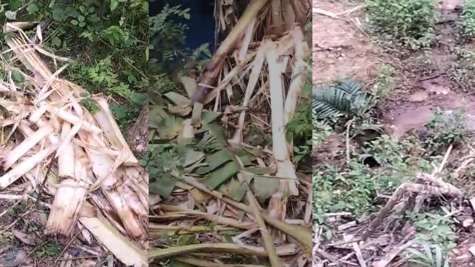 wild elephant destroyed crops in Pathanapuram Punnala | Wild Elephant ...