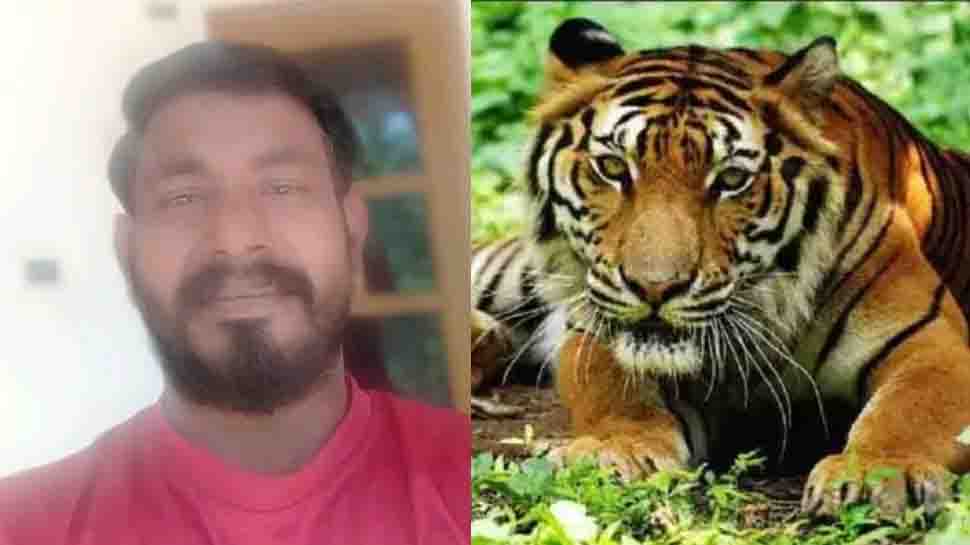 Wayanad Tiger Attack After Huge Protest Victims Body Cremated | Tiger ...