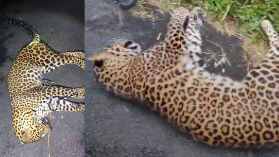 Leopard Death In Calicut Leopard Found Dead In Road Side | Leopard ...