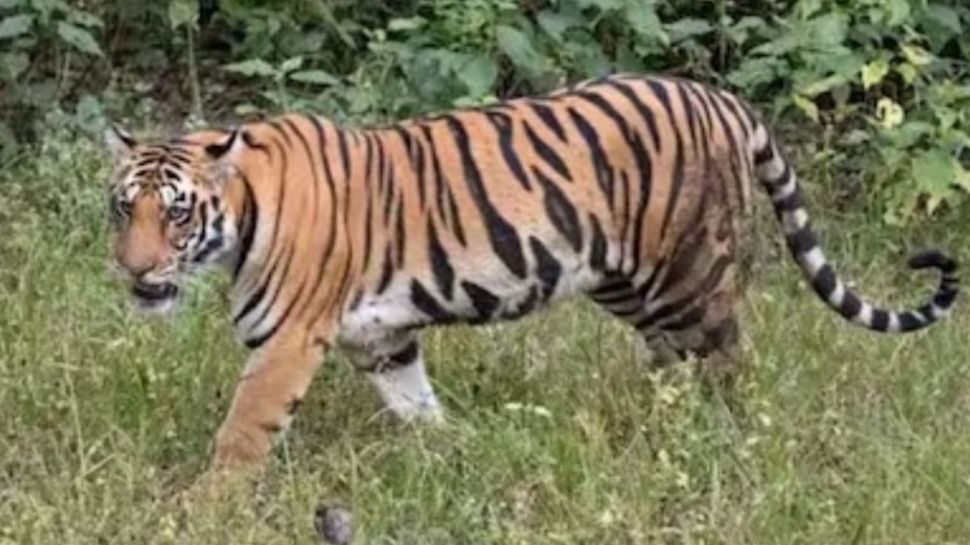 Wayanad Tiger Attack Identified the tiger who killed man in wayanad ...