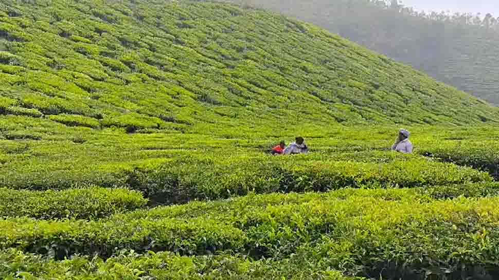 Leopard Attack in Munnar Tea Planation Region People Are Under Scare ...