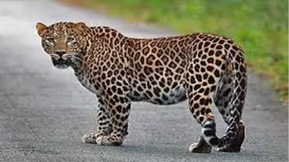 Leopard Spotted| Leopard spotted near infosys and tcs indore|ഇൻഫോസിസിന് ...