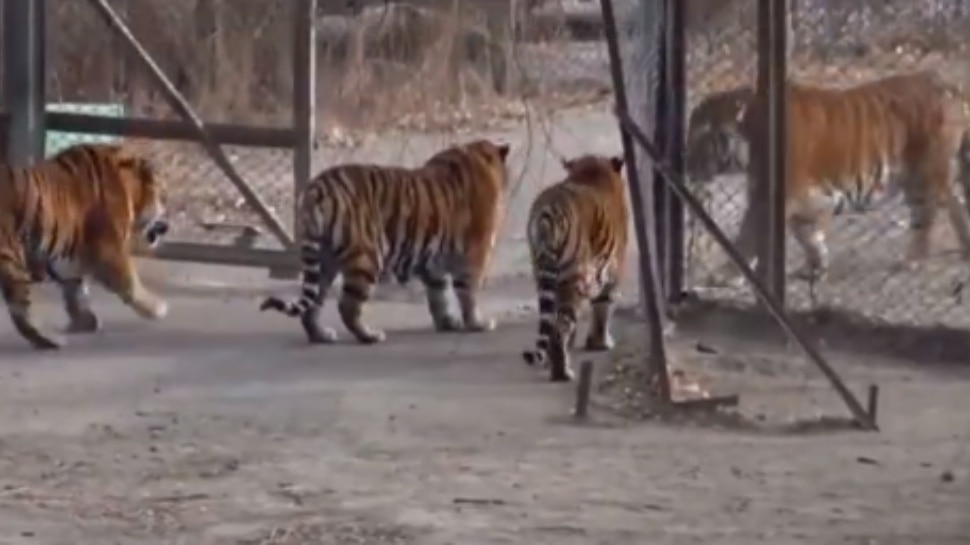 Siberian Tiger making it's presence known to a group of Bengal Tigers ...