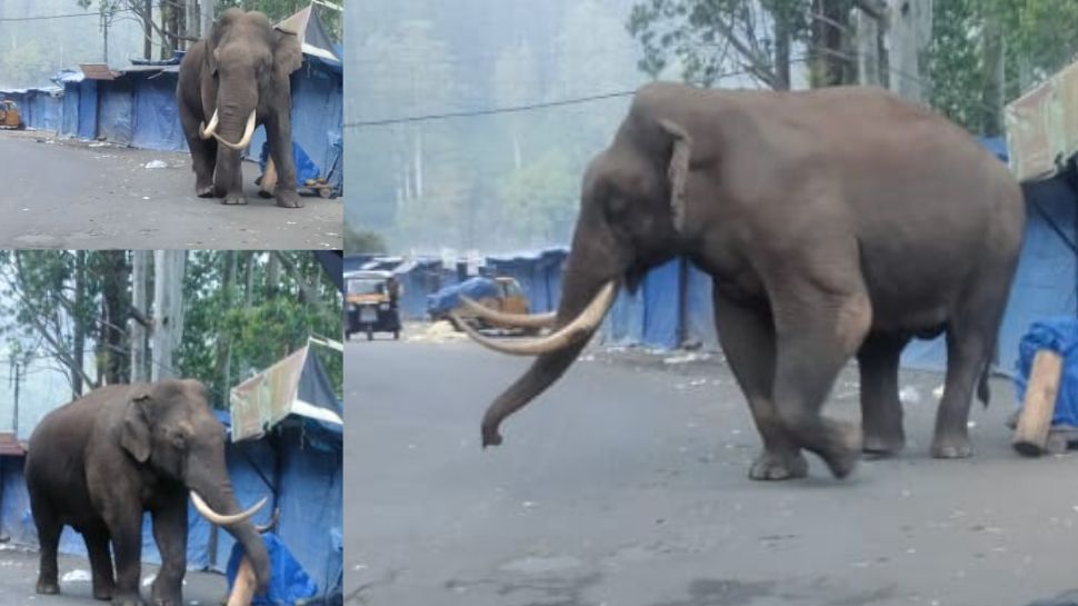 Wild Elephant Attack In Munnar Idukki | Wild Elephant: മൂന്നാർ ഇക്കോപോയിന്റിൽ പടയപ്പ ഇറങ്ങി ...