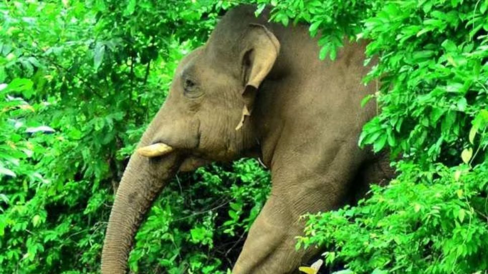 Wild Elephant attacks 14 year old student in wayanad ...