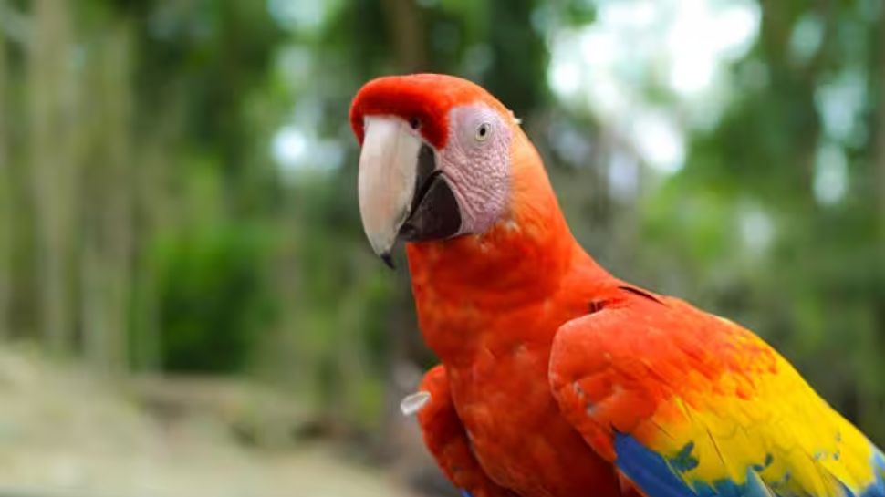 amazing storys of a five parrots using abusive words in zoo went viral ...