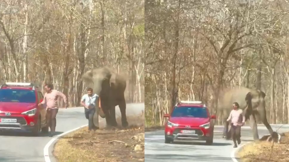 wild elephant attack in Wayanad | കാട്ടാനകളുടെ ഫോട്ടോ പകര്‍ത്താന് ...