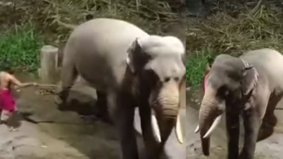 Elephants brutally beaten in Guruvayur two mahouts suspended | Elephant: ഗുരുവായൂരിൽ ജയലളിത ...
