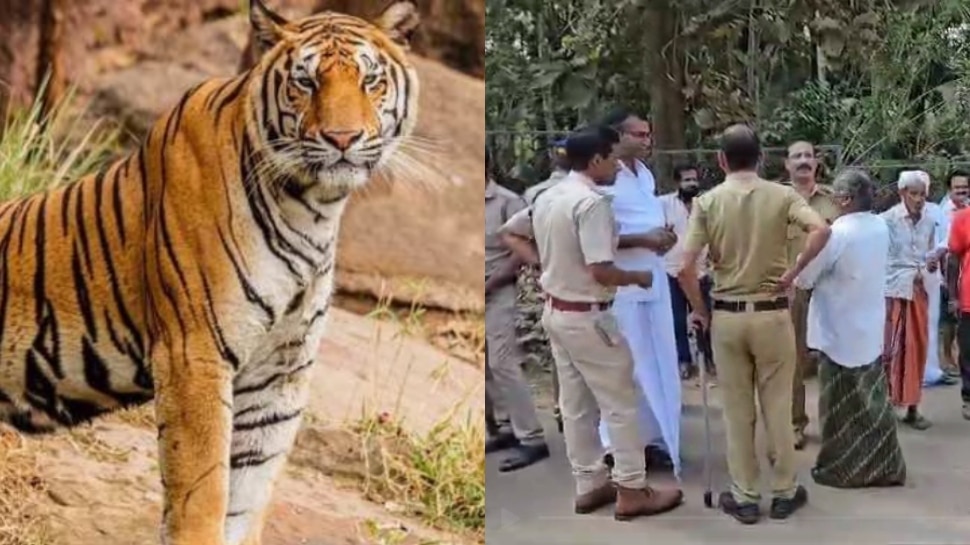 Protest in Wayanad Pulppally on continuous tiger attack | മൂന്ന് ...