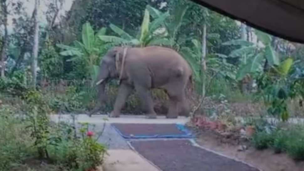 three lives lost this year in wild elephant attack in Wayanad ...