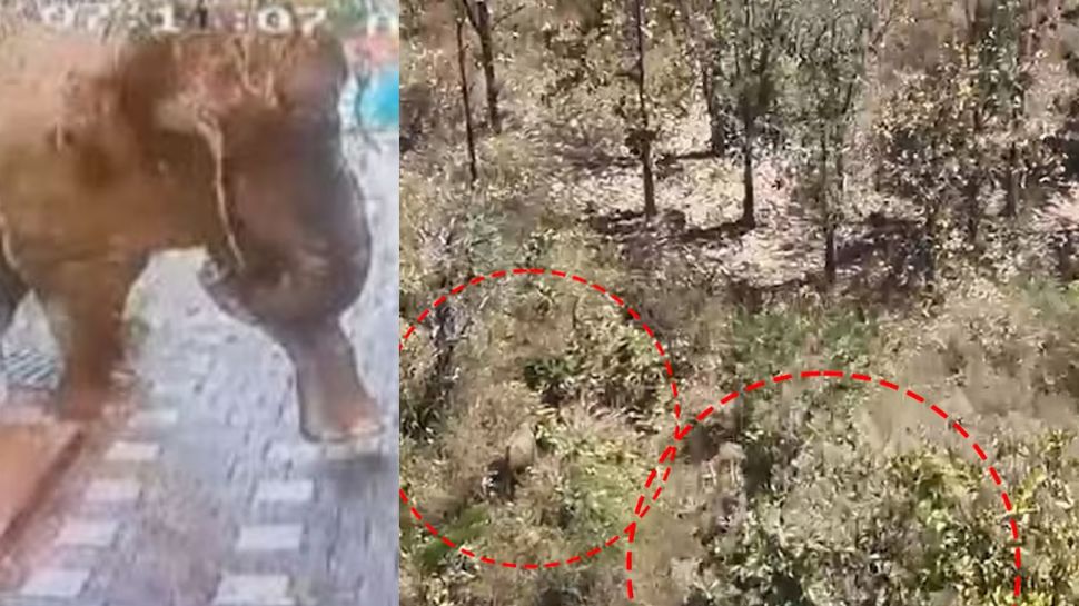 Belur magna spotted near Irumpupalam; operation belur makhna continuing ...